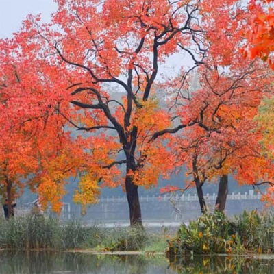 庭院红叶乌桕树苗盆栽彩叶乌桕