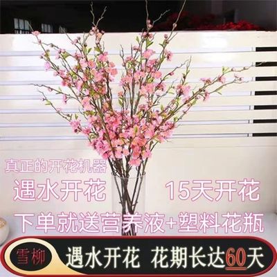干枝雪柳鲜枝遇水开花枯木逢春室内水养鲜花绿植