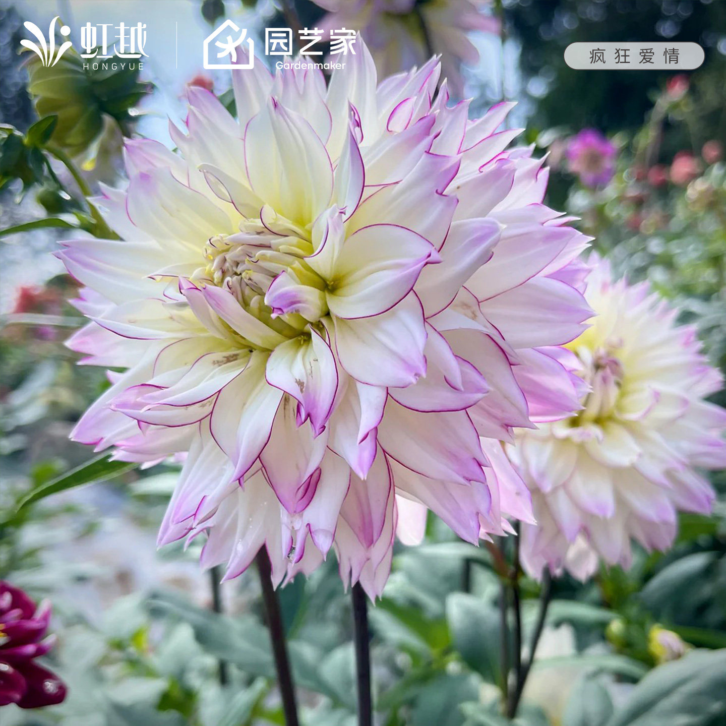 大丽花疯狂爱情裸根种球进口地瓜花紧凑阳台地栽花卉盆栽虹越