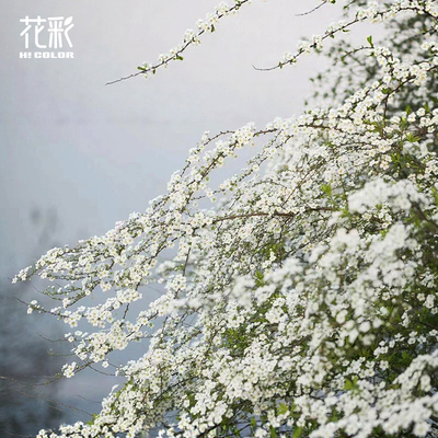 黄金喷泉绣线菊喷雪花虹越