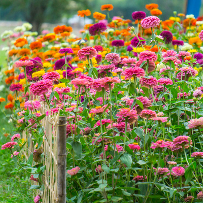 虹越萌吖吖春季耐热耐旱百日草