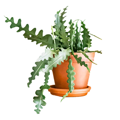 花彩昙花丝苇盆栽板植苗阳台窗台墙面装饰种植耐阴室内绿植物好养