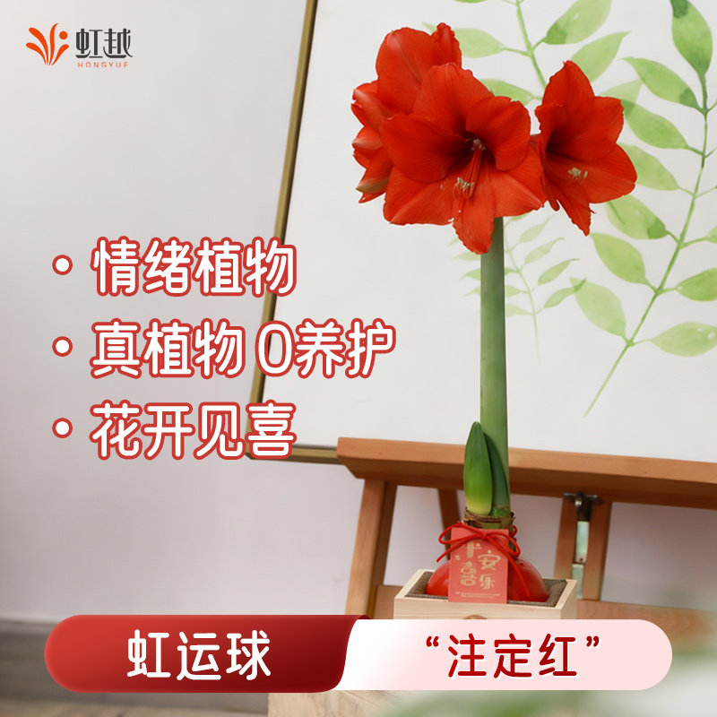蜡封朱顶红种球进口新手懒人花室内注定红真花情绪植物朱顶红蜡球