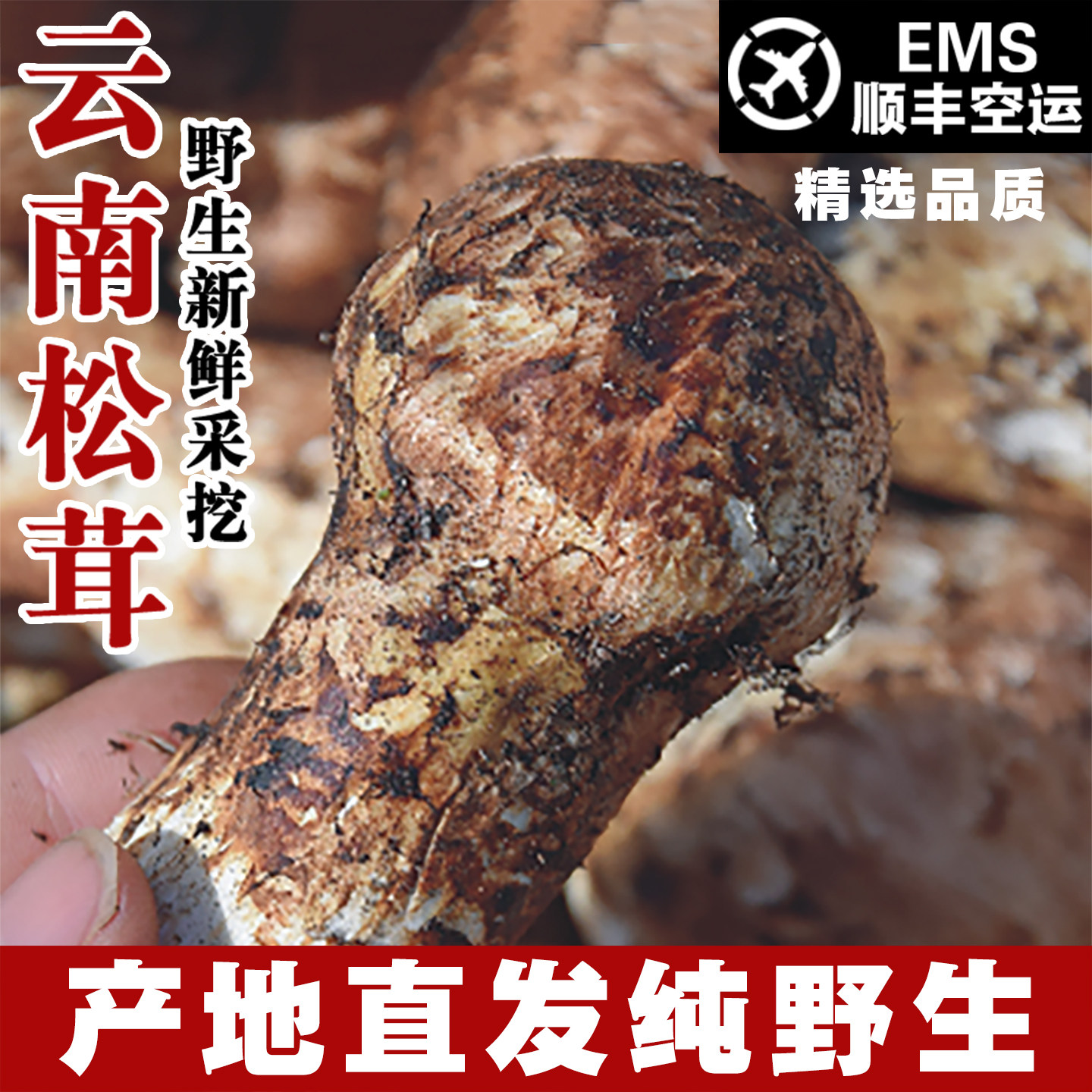 2026云南高原新鲜松茸野生菌鲜松茸松茸菌云南特产菌菇礼盒旗舰店
