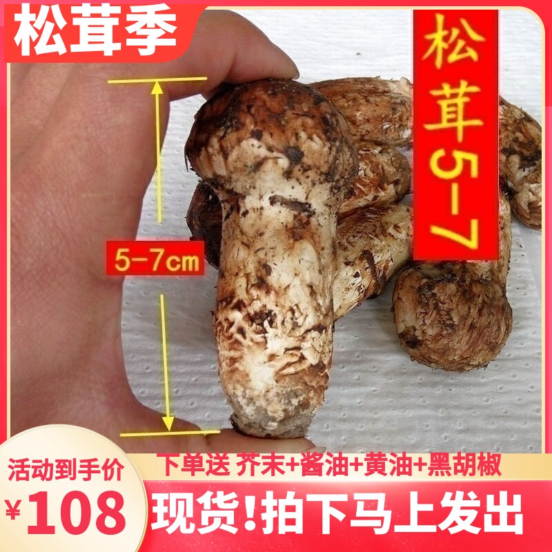云南野生松茸新鲜 云南特产野生菌1斤装5-7CM菇正品保证香菇菌菇