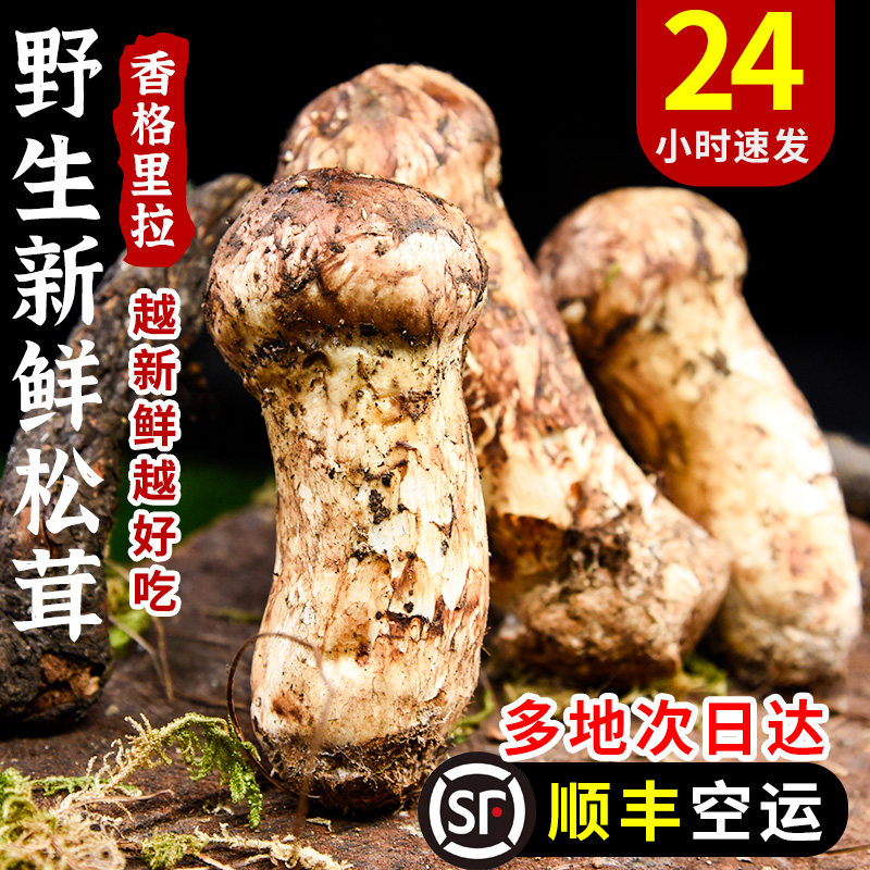 云南香格里拉新鲜松茸纯野生菌菇精品未开伞礼盒空运冷链宅配到府