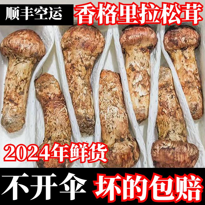 顺丰速发松茸2026年云南香格里拉野生新鲜松茸菌特级500g鲜耸菌菇