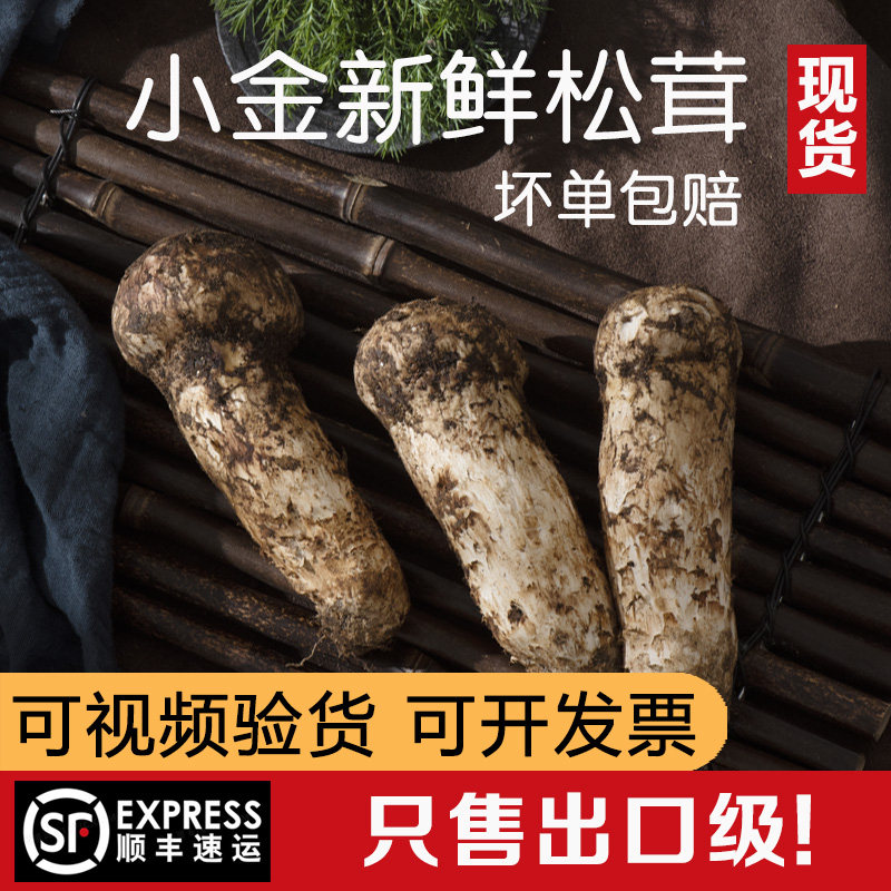2026产地松茸批发四川雅江小金松茸新鲜野生菌菇特级未开伞松茸