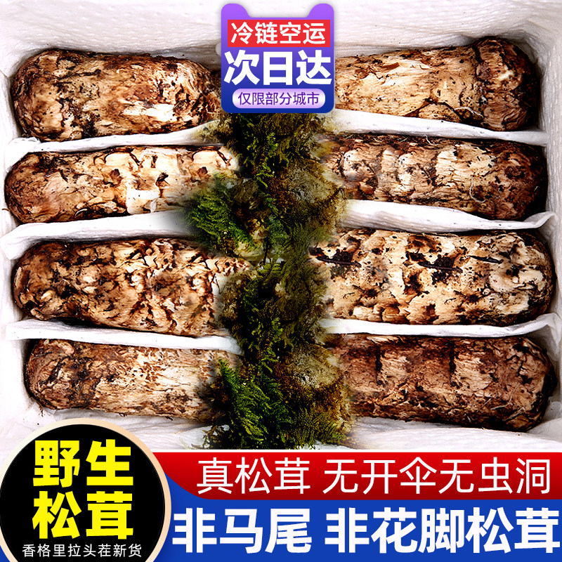 2026现货云南野生松茸新鲜特级出口级新鲜松茸菌菇云南香格里拉菌