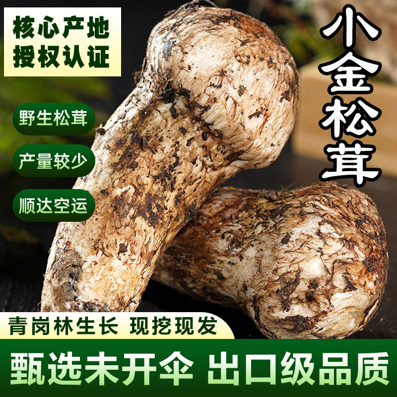 小金新鲜松茸未开伞出口级松茸食用鲜菌菇煲汤食材藏地批发松茸