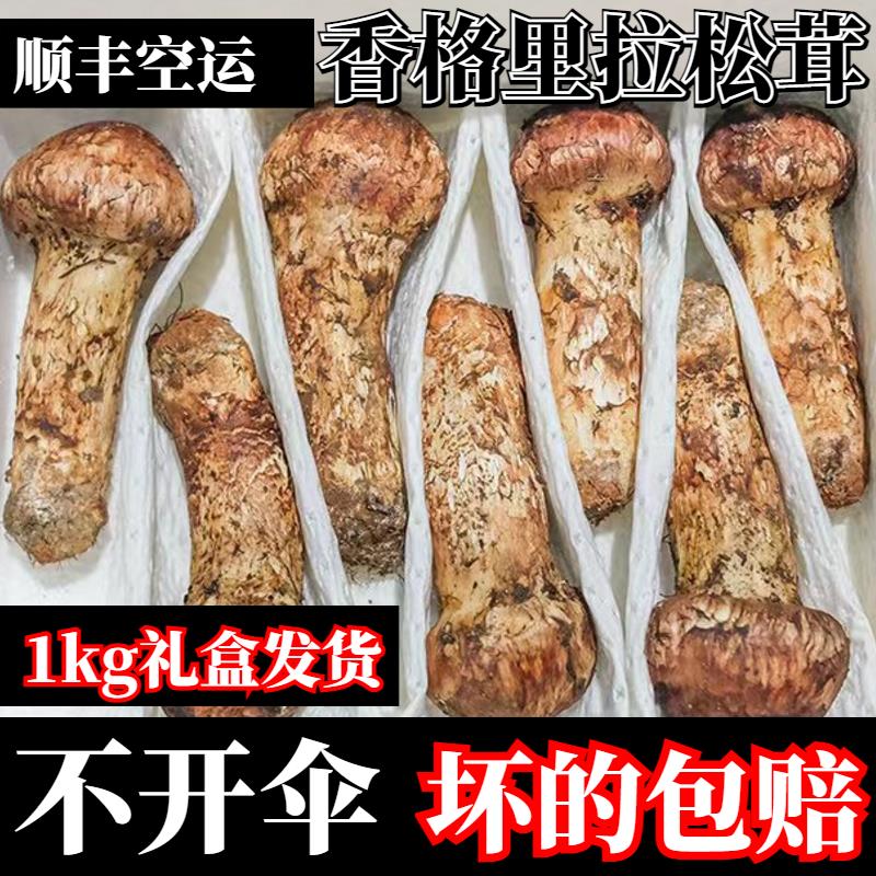 【顺丰】现挖新鲜香格里拉松茸菌菇鲜松茸云南野生菌子特产出口级