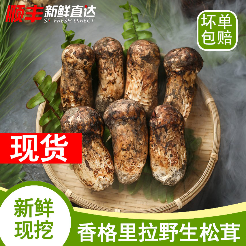云南香格里拉新鲜纯野生松茸菌菇特产一级特级蘑菇高山雪山现货