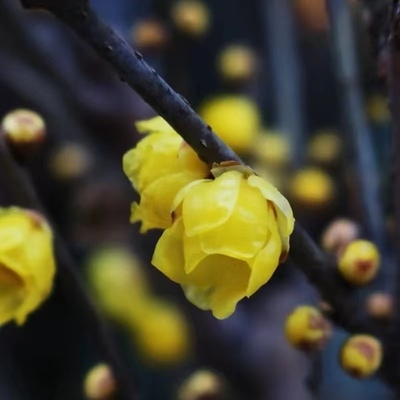 中国广西素心腊梅C02