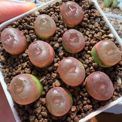 超毛1430.48一盒10颗（3年个别腿长尺寸1.23）直播287