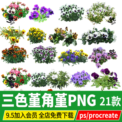 大花三色堇角堇PNG免扣蝴蝶花人棉花猫脸花PS素材procreate效果图