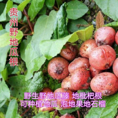 贵州省干货野地枇杷500g中草药材