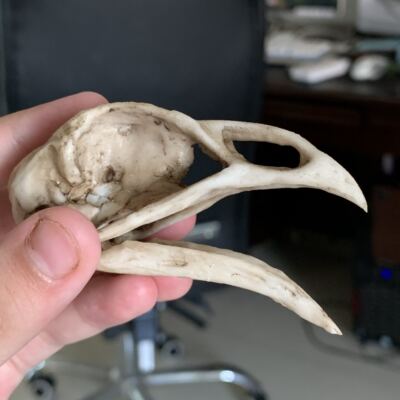 厂家直销土鸡把玩造景头骨模型