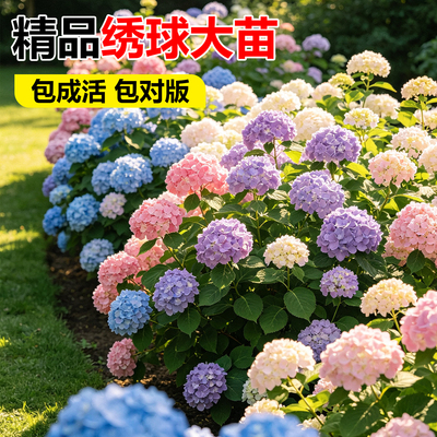 无尽夏绣球花苗盆栽阳台庭院室外耐寒耐热万华镜四季花卉三河千鸟