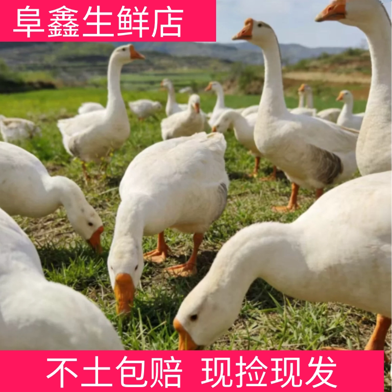 正宗散养土鹅蛋 新鲜现捡现发 125g大个头 农家土鹅蛋 破损包赔