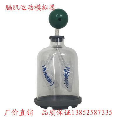 33225 膈肌运动模拟器 大号 演示模型 中学生物实验器材 教学仪器