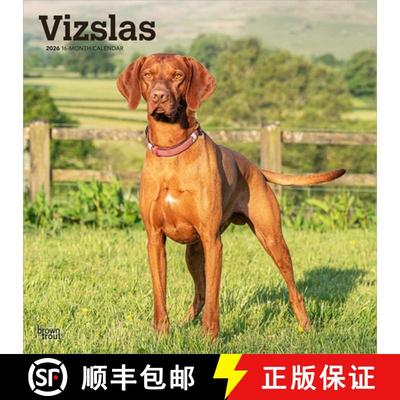 【3-4周达】Vizslas 2026 12 X 24 Inch (Hanging) Monthly Square Wall Calendar Plastic-Free [9798330706167]