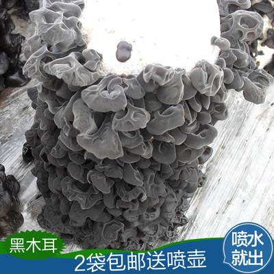 黑木耳菌包蘑菇种植包菌菇包种盆栽蘑菇食用菌棒包邮室内蘑菇