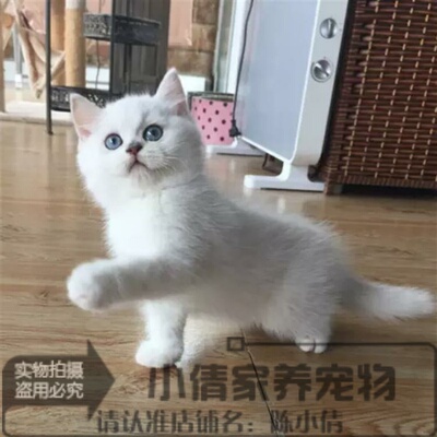出售纯种银渐层活体英国短毛猫