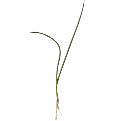 洋葱籽红圆葱种大黄紫皮蔬菜种植