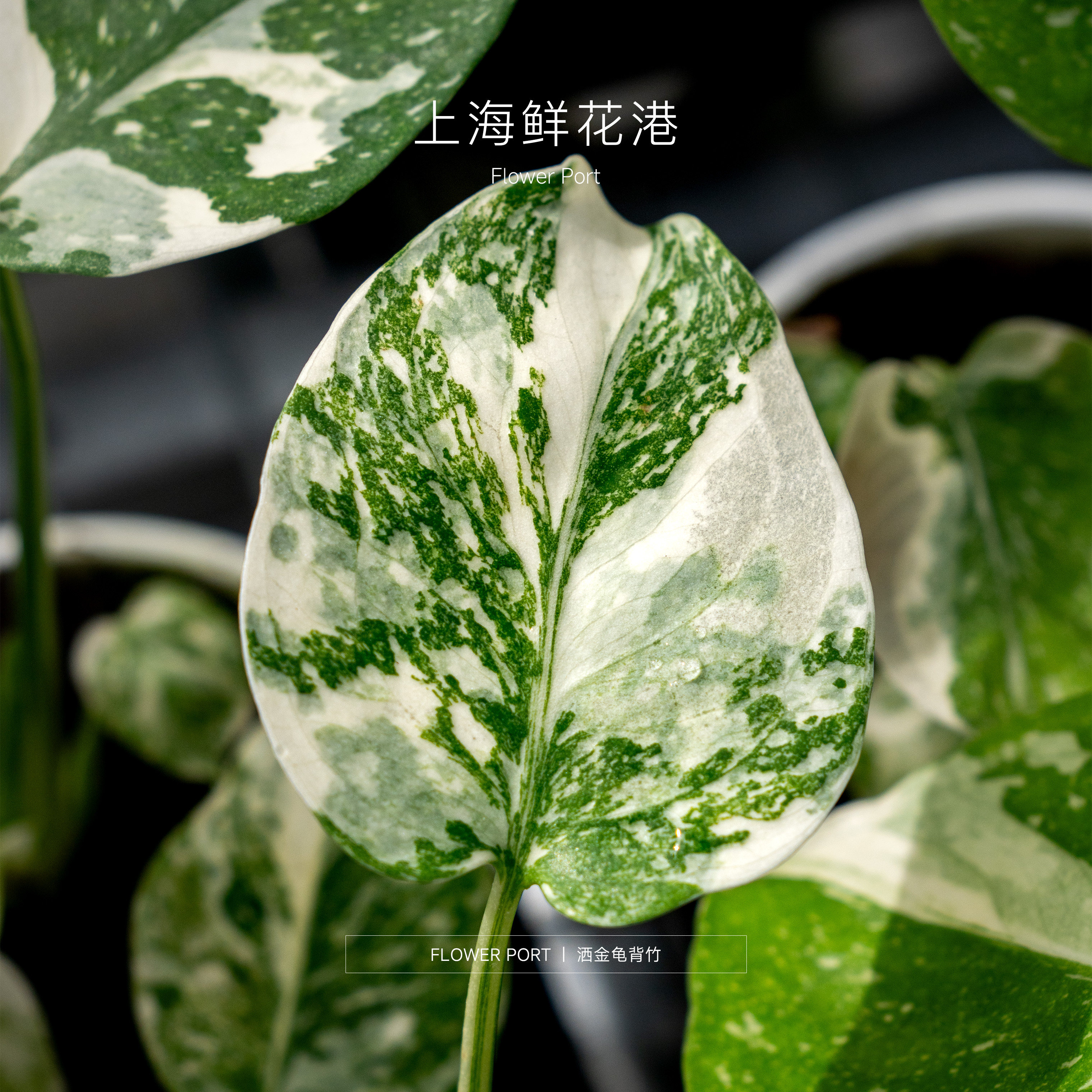 洒金龟背竹 热植盆栽 室内绿植 锦化龟背竹