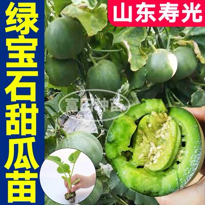 寿光超甜绿宝石甜瓜苗秧带土球羊角蜜博洋九甜瓜种子春秋庭院种植