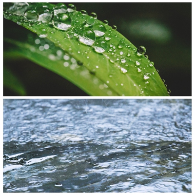 S3669 春雨 下雨森林 意境谷雨  雨季环境环保 高清视频素材