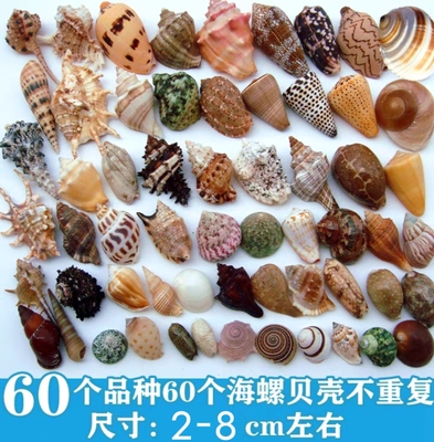 天然海螺贝壳海星鱼缸水族箱造景装饰寄居蟹换壳工艺品收藏小礼物