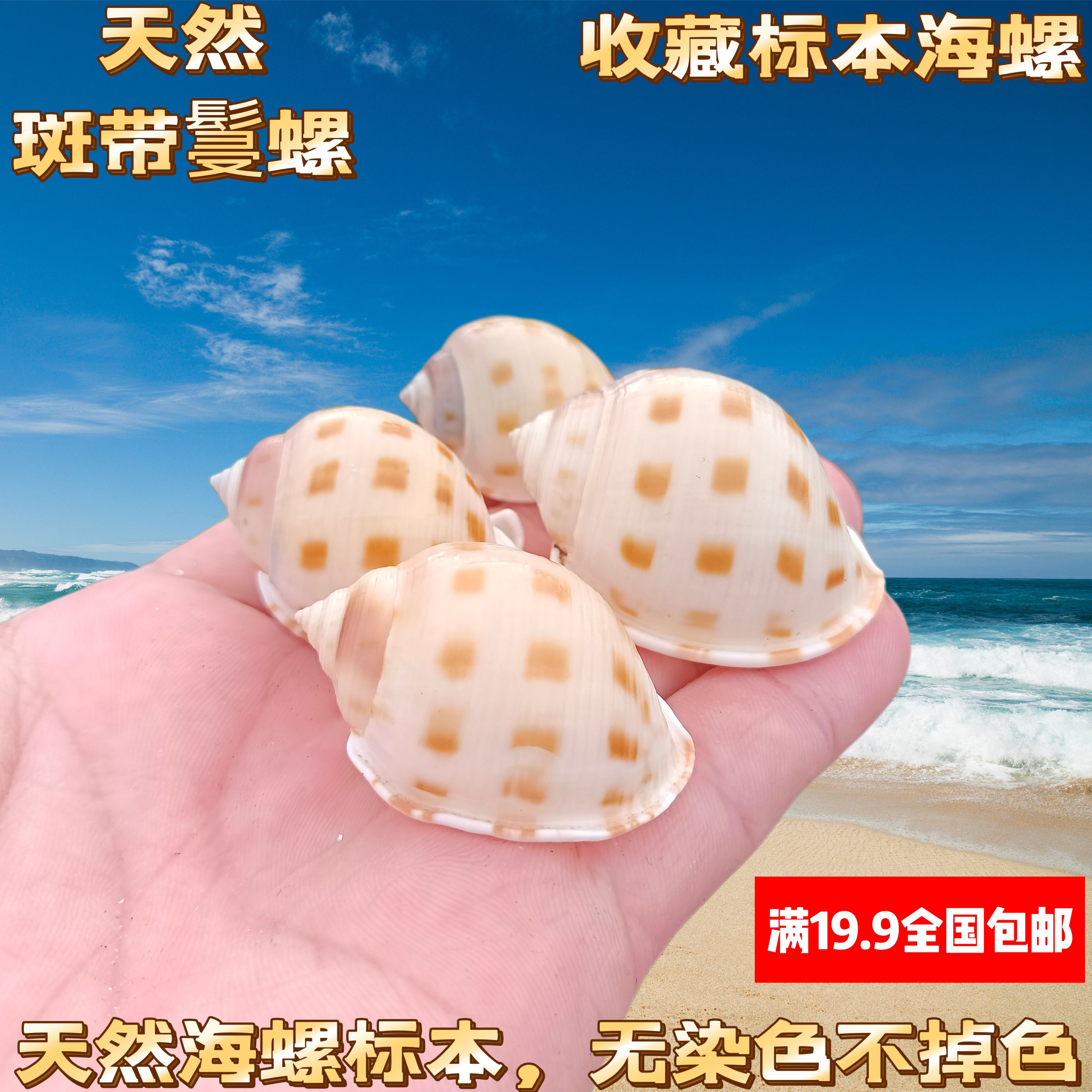 斑带鬘螺天然海螺贝壳棋盘鬘螺地台装饰鱼缸造景收藏寄居蟹替换壳