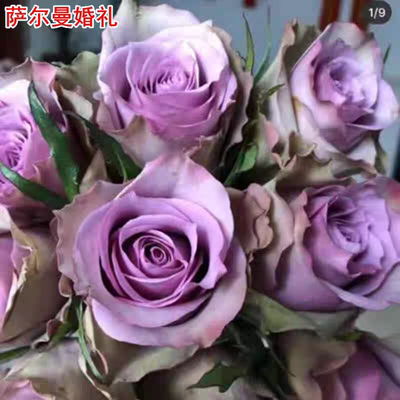 超新品萨尔曼婚礼月季蓝紫色灌大花庭院阳台盆栽四季开花切花玫瑰