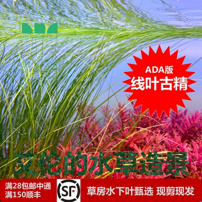 艾伦水草造景线叶古精水下叶