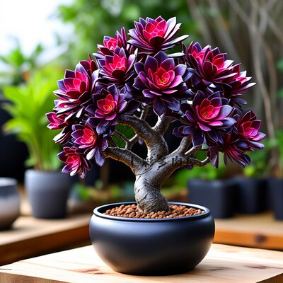 红酒法师老桩手捧花群多肉植物