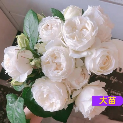 维特园艺多季开花多年生好养月季