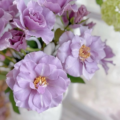 纸月亮多头超新品阳台木本玫瑰花