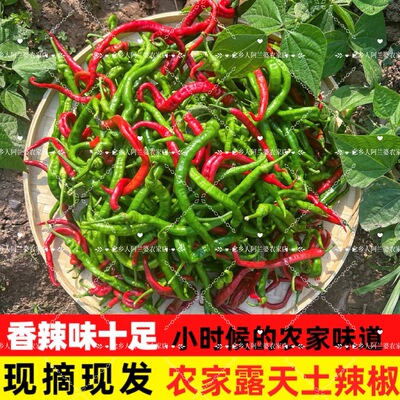 现摘江西特产新鲜秋辣椒农家露天中辣香辣薄皮青线椒蔬菜拔树辣椒