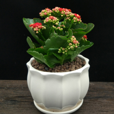 长寿花盆栽重瓣花包邮花卉观花植物室内花勤开花阳台植物