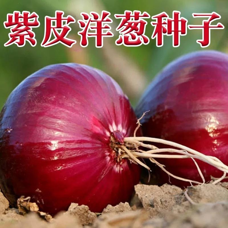 洋葱种子紫皮洋葱籽圆葱菜籽红皮葱头种籽农家高产洋葱菜种籽大全