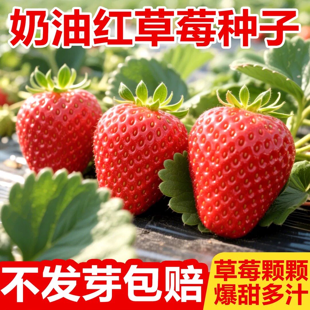 优质奶油草莓种子四季播种当年结果食用红白奶油草莓庭院阳台盆栽