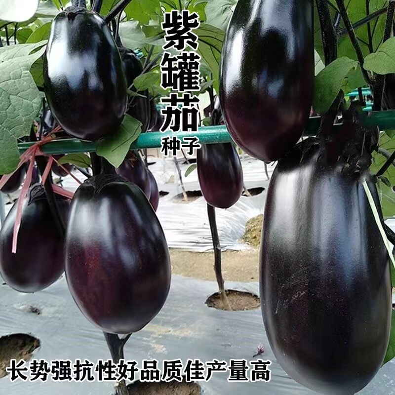 精选紫罐茄种子春夏播种早熟蔬菜种籽大田高产茄子紫茄良种菜籽