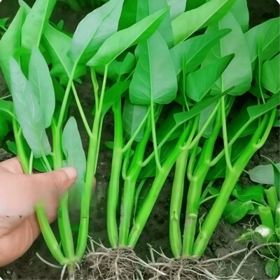 三叉空心菜种籽高产抗病耐寒脆嫩