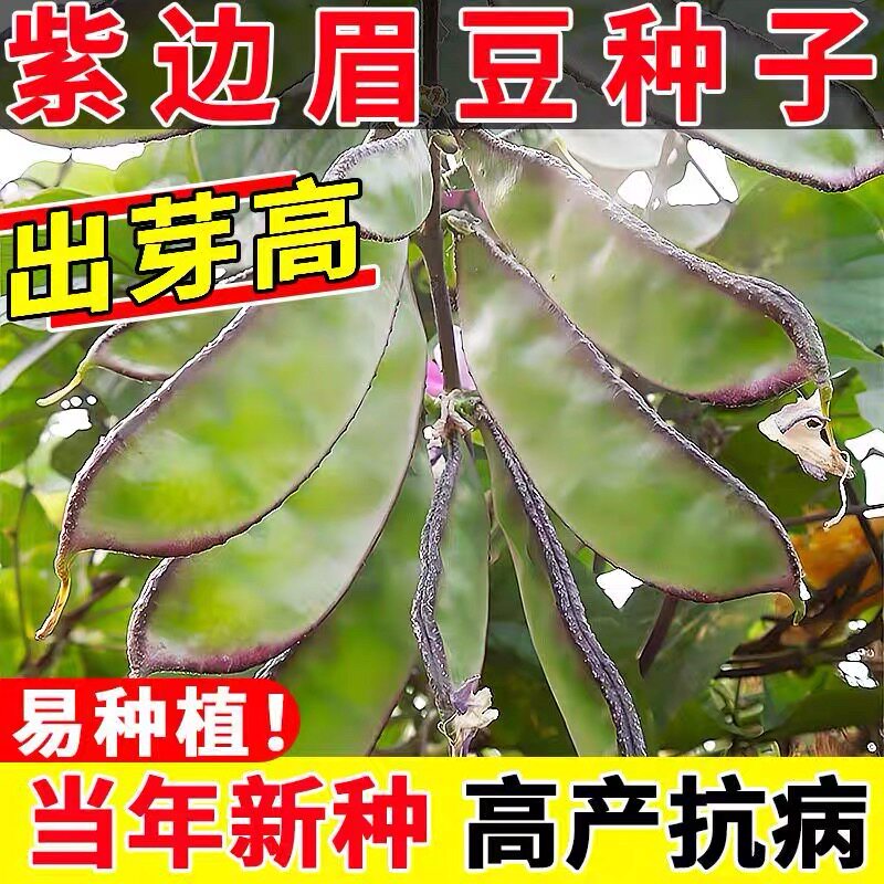 新种紫边眉豆种子高产早熟四季播种家庭园艺阳台蔬菜籽四季种植