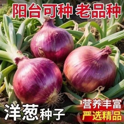 紫美水果洋葱种子特大高抗病耐寒