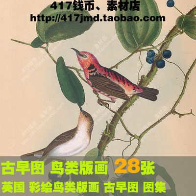 [古早图 图谱]英国  John Lewin 新南威尔士野生鸟类图片素材