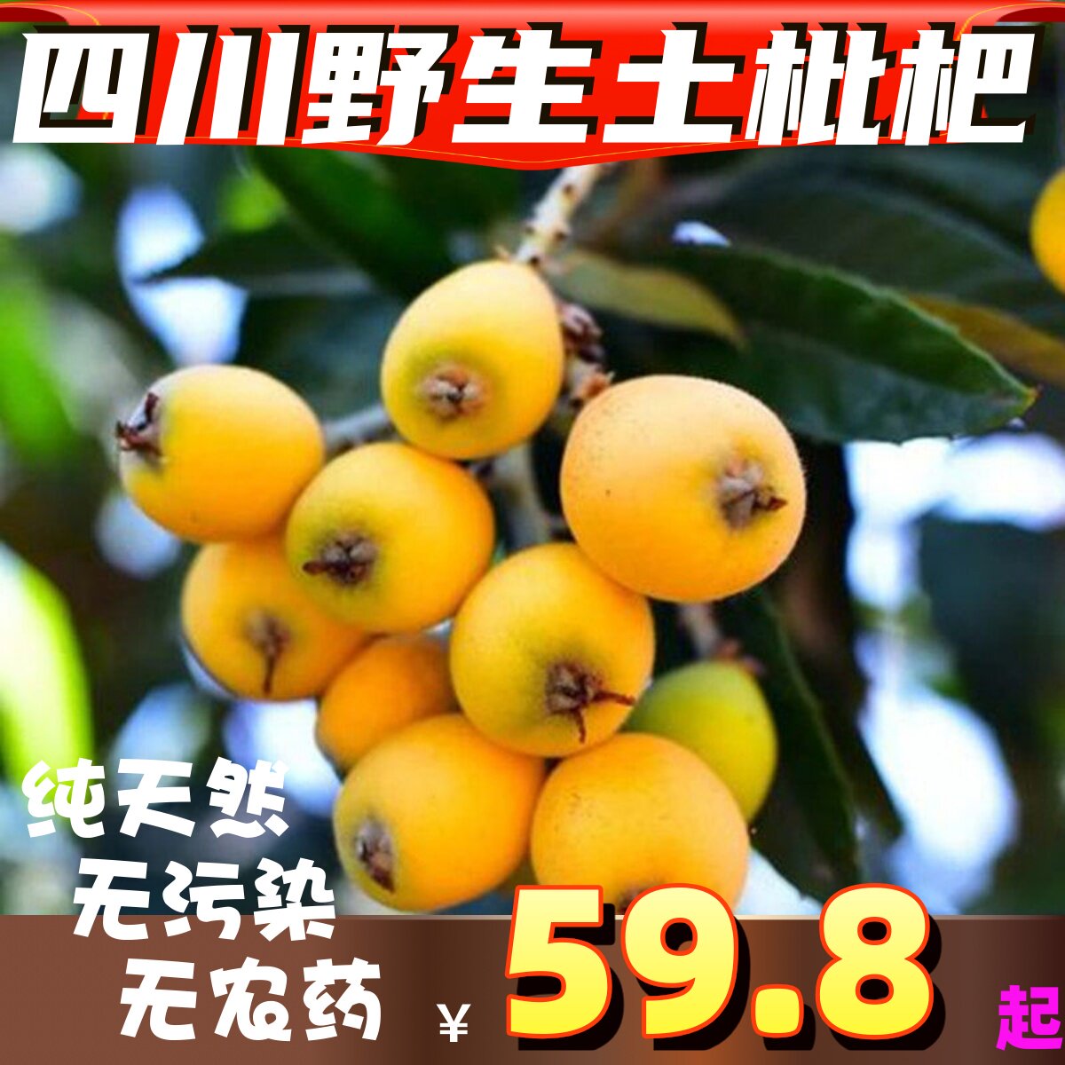 四川野生枇杷土琵琶新鲜孕妇水果纯天然无污染高山野枇杷非米易