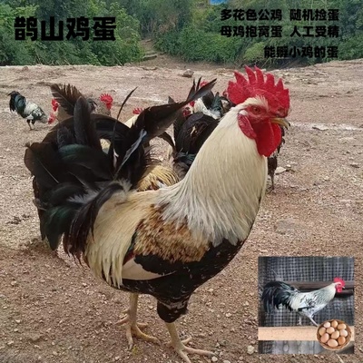 鹊山鸡蛋能孵小鸡母鸡抱窝农场发