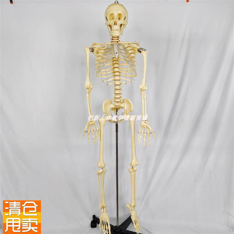 130CM人e体骨骼骨架标本模型带脊椎神经可拆卸可活动医用教学教具